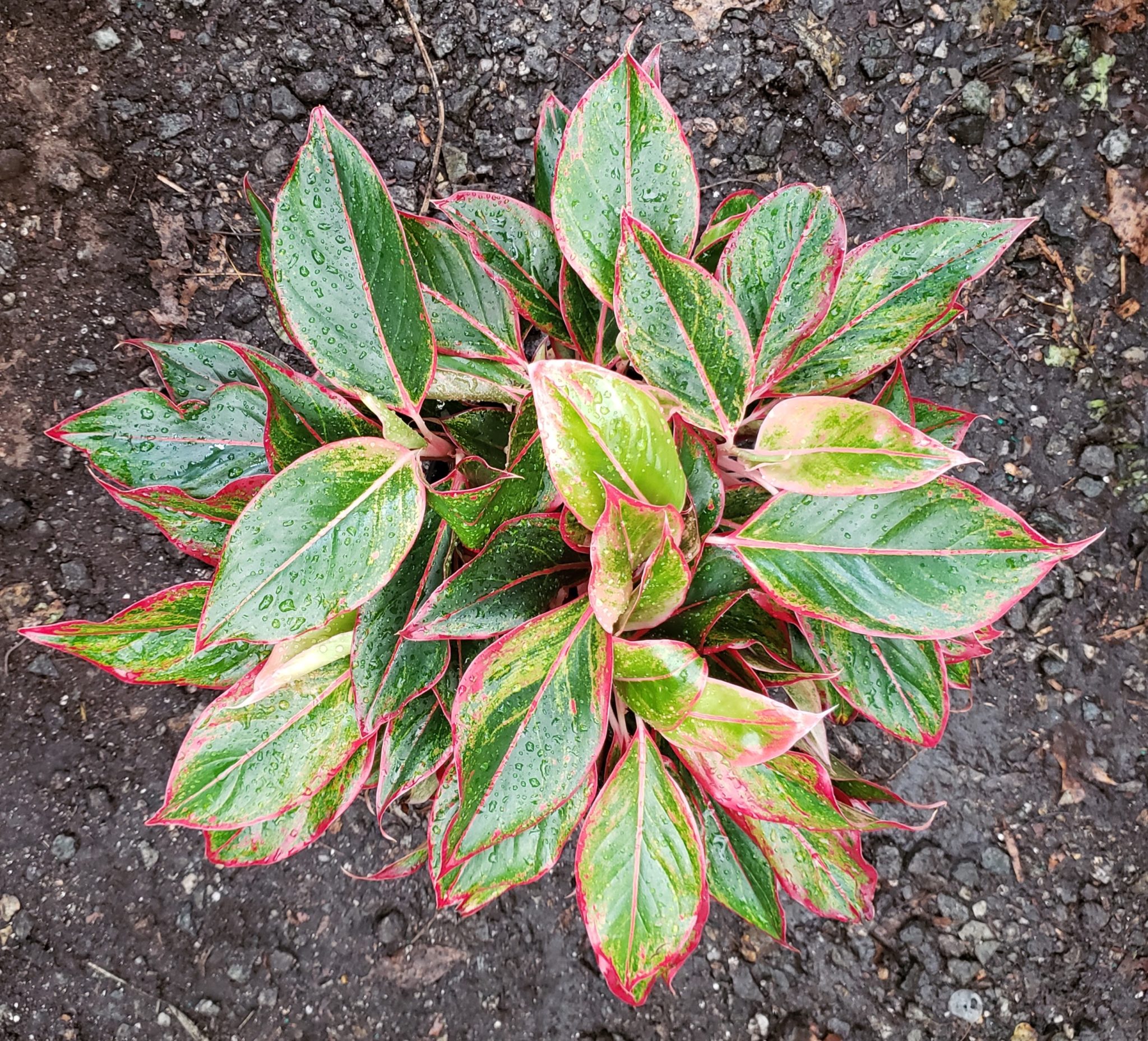 Aglaonema ‘Siam Red’ (10″) | ExtraPlants